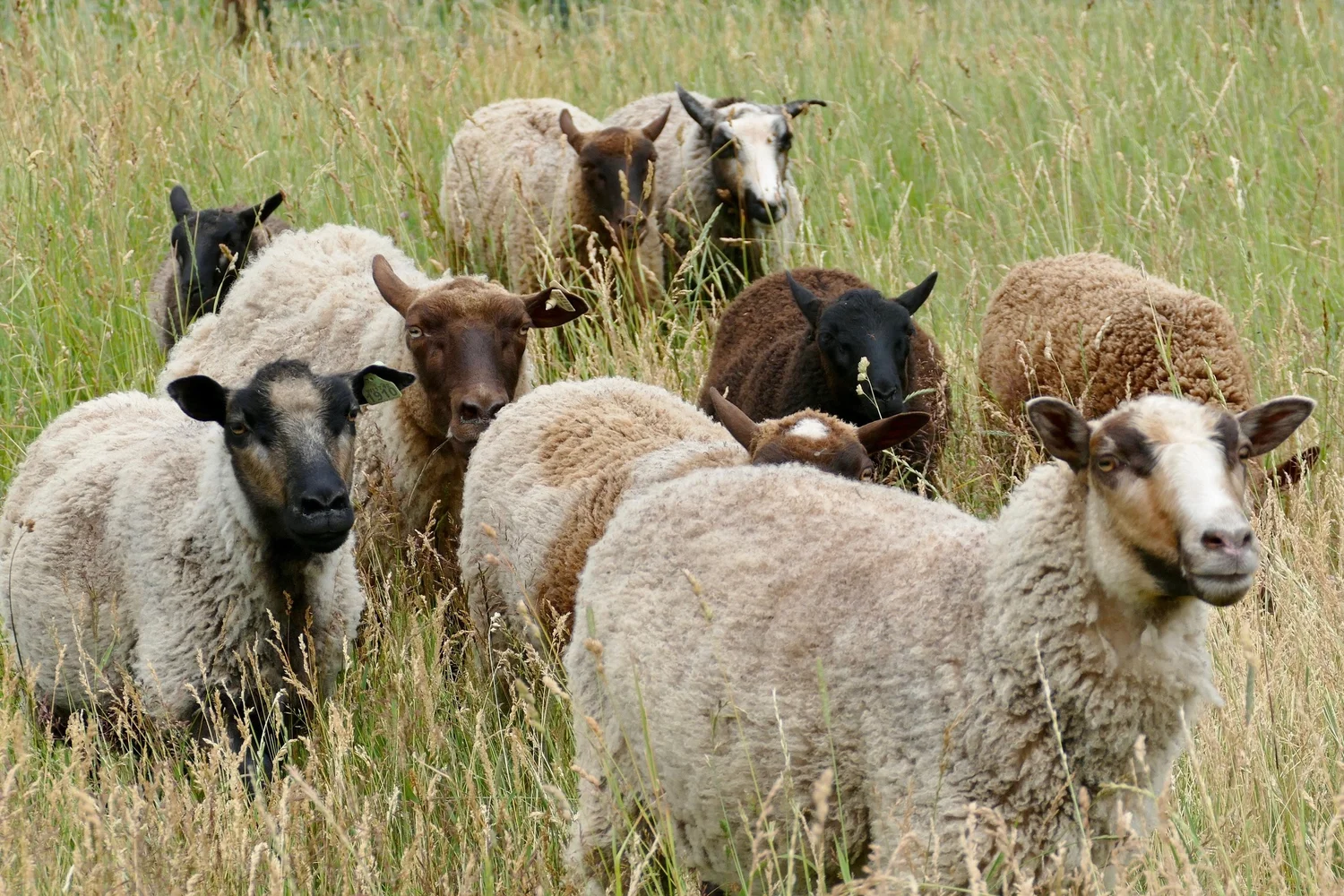 Three Rivers Fibershed