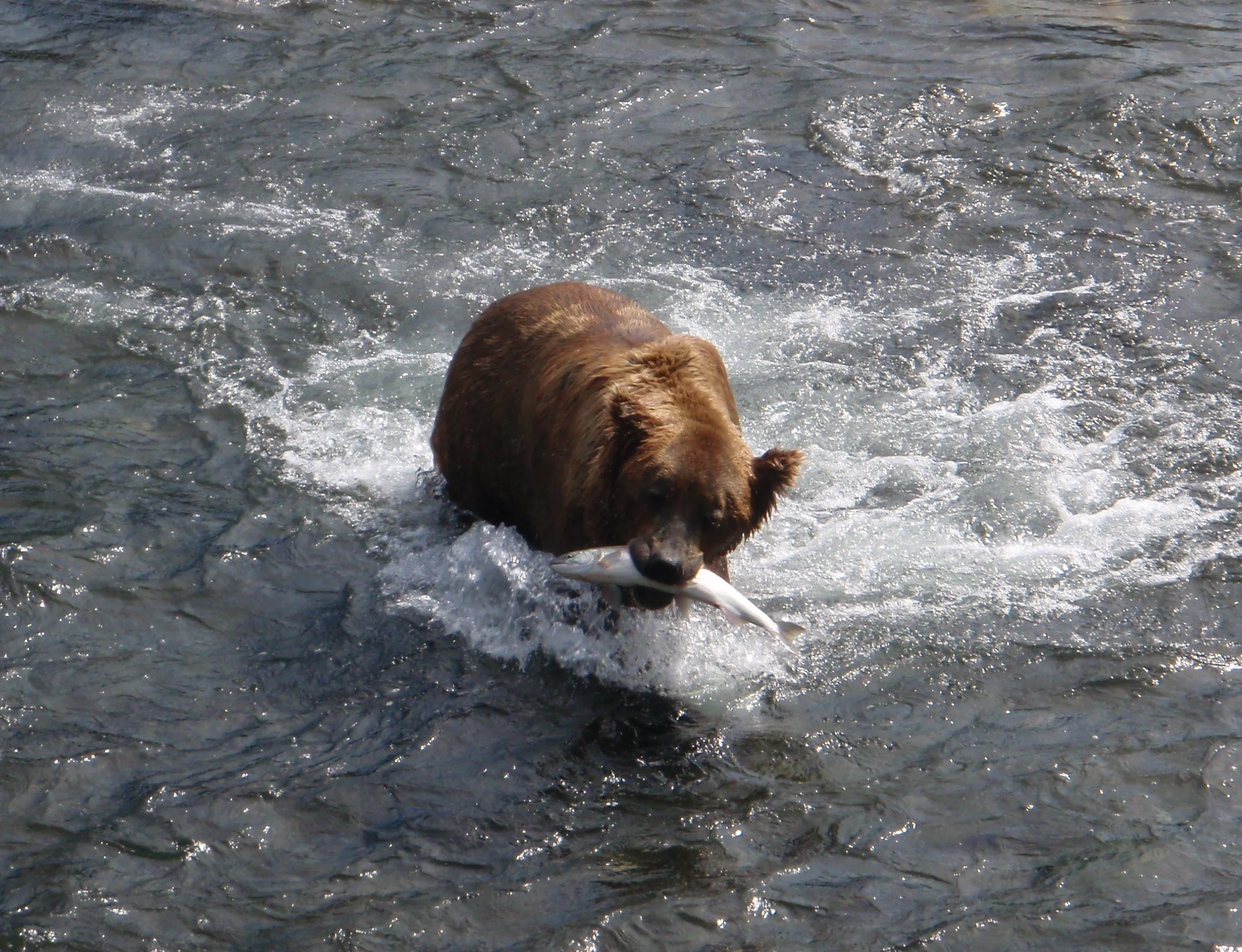 BERYL AIR: ALASKA FLOATPLANE ADVENTURES