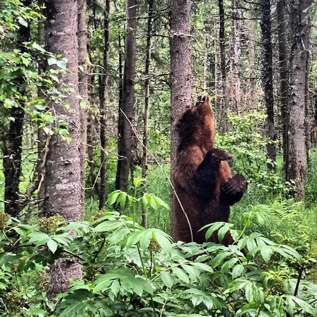 BERYL AIR: ALASKA FLOATPLANE ADVENTURES