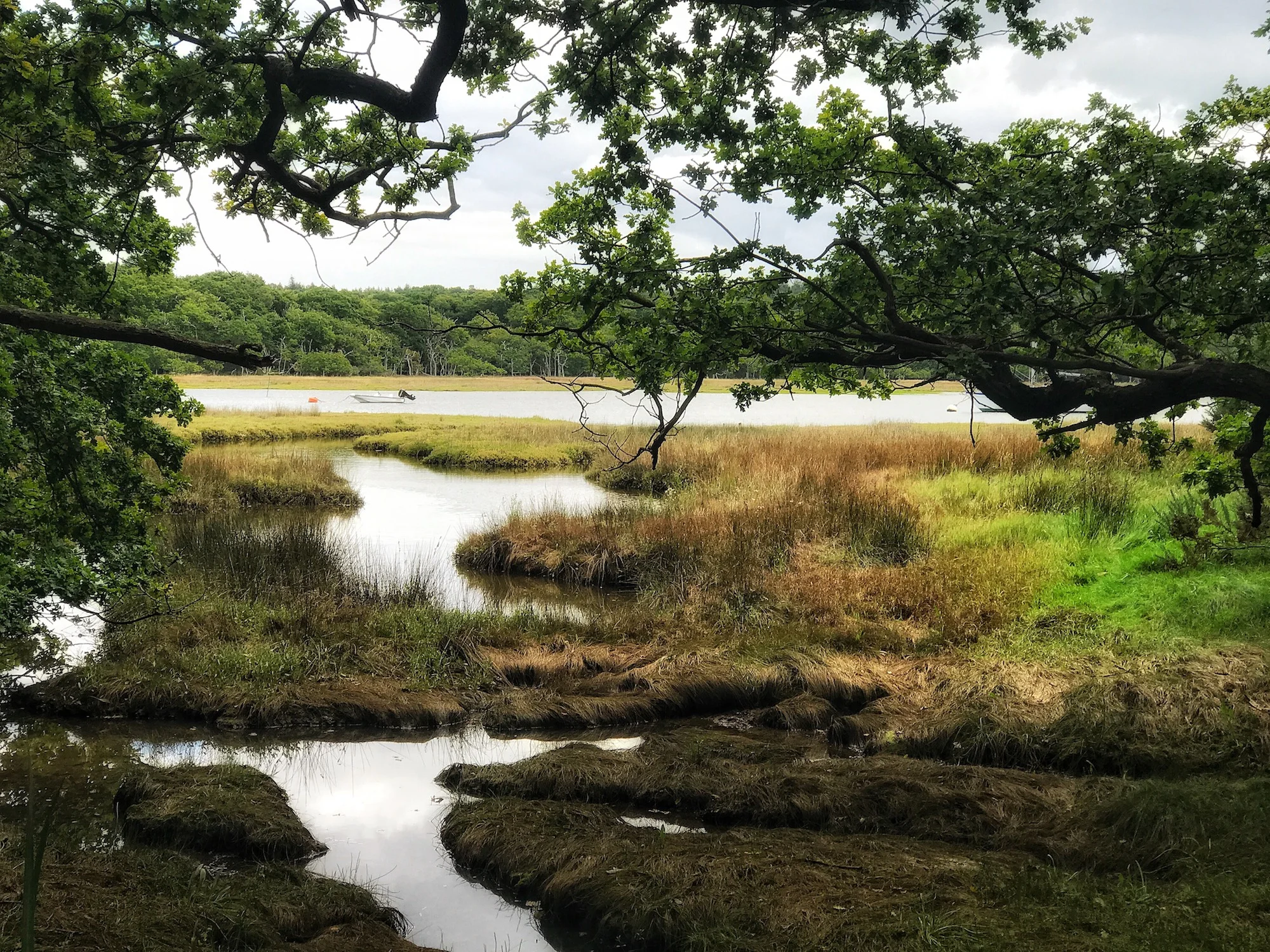 A WEEKEND IN NEW FOREST Where Wild Horses Couldn't Drag Me Away — A ...