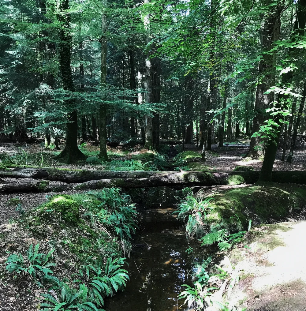 A WEEKEND IN NEW FOREST Where Wild Horses Couldn't Drag Me Away — A ...