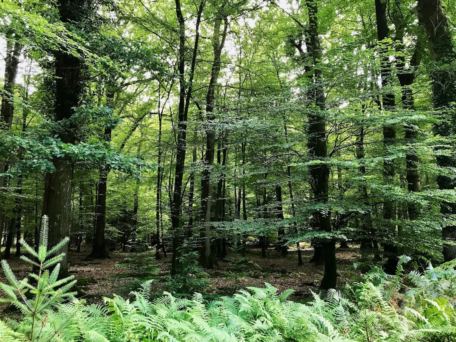 A WEEKEND IN NEW FOREST Where Wild Horses Couldn't Drag Me Away — A ...