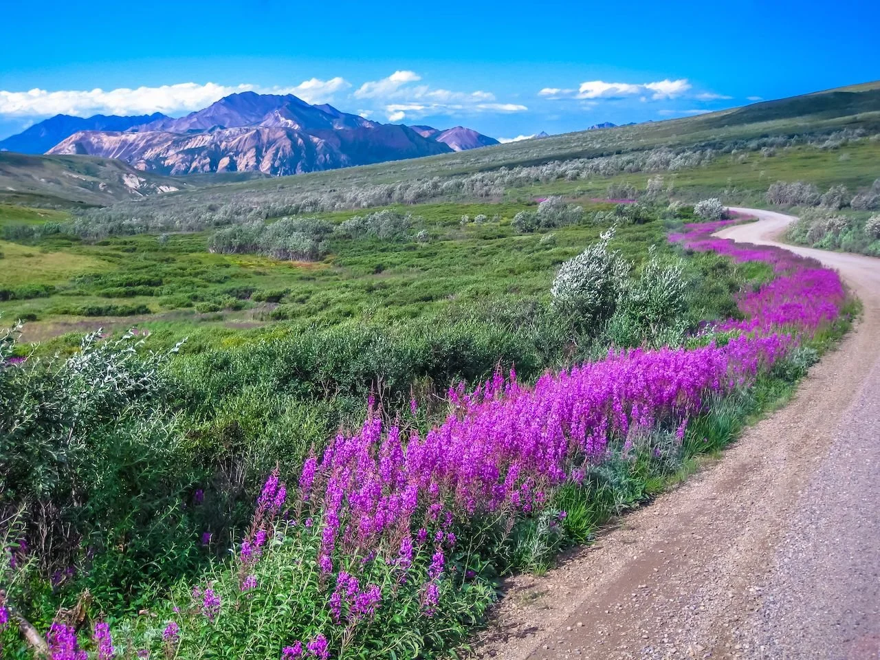 Denali National Park by the Season — Indigo Alpine Guides
