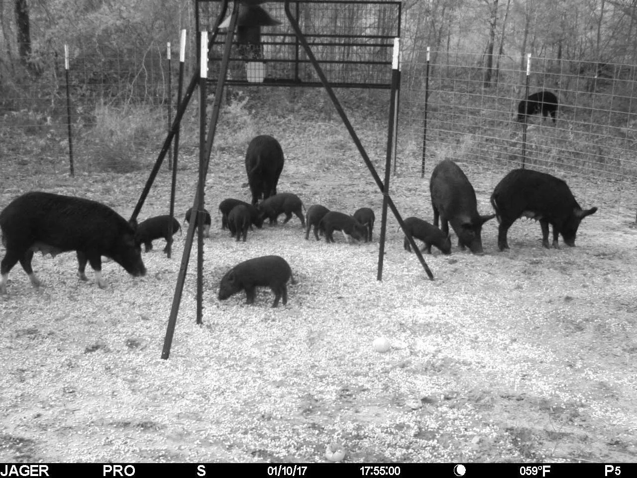 Feral Hog Control Services — Georgia Association of Conservation Districts