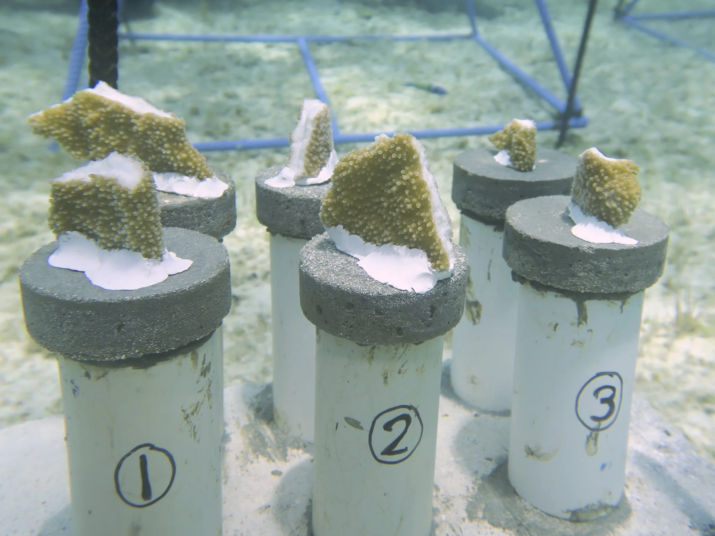 A New Coral Nursery Initiative: A Collaboration Between the Center for ...