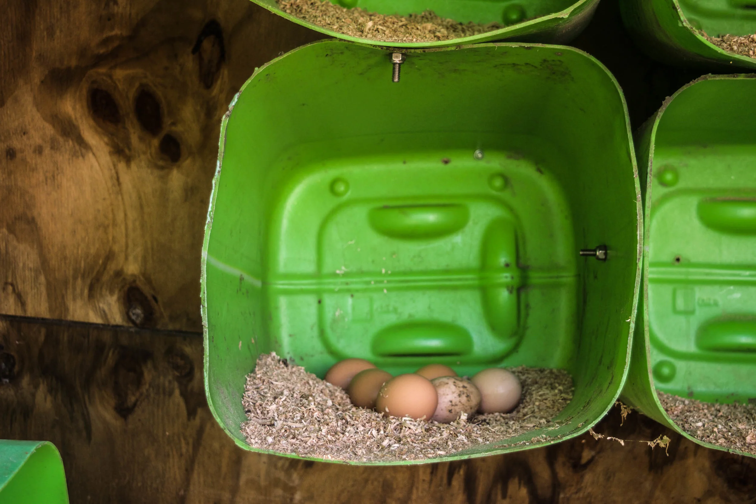 How To Make Your Own Natural And Effective Fertilizer - The Island School