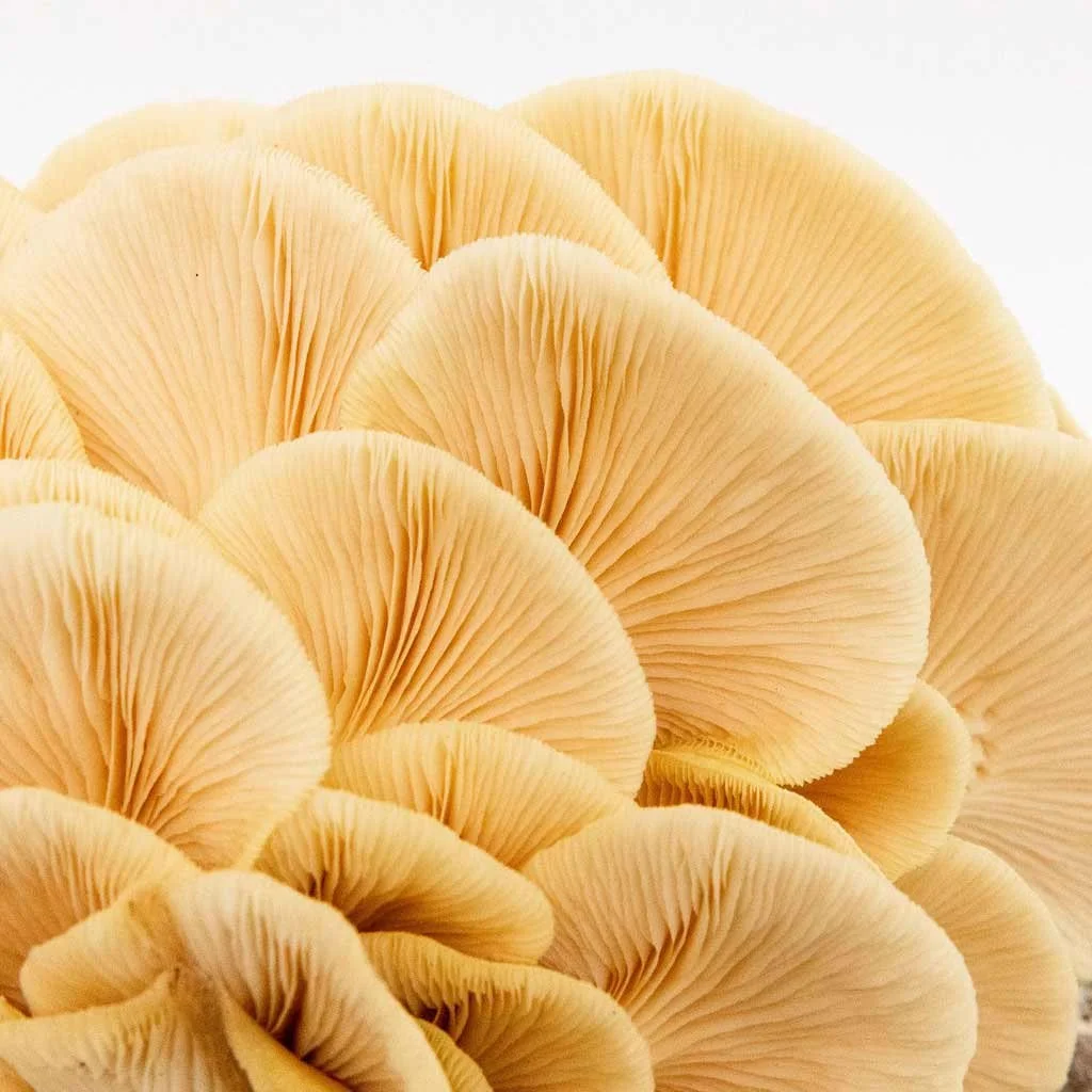 How To Grow Yellow Oyster Mushrooms at Susan Tucker blog