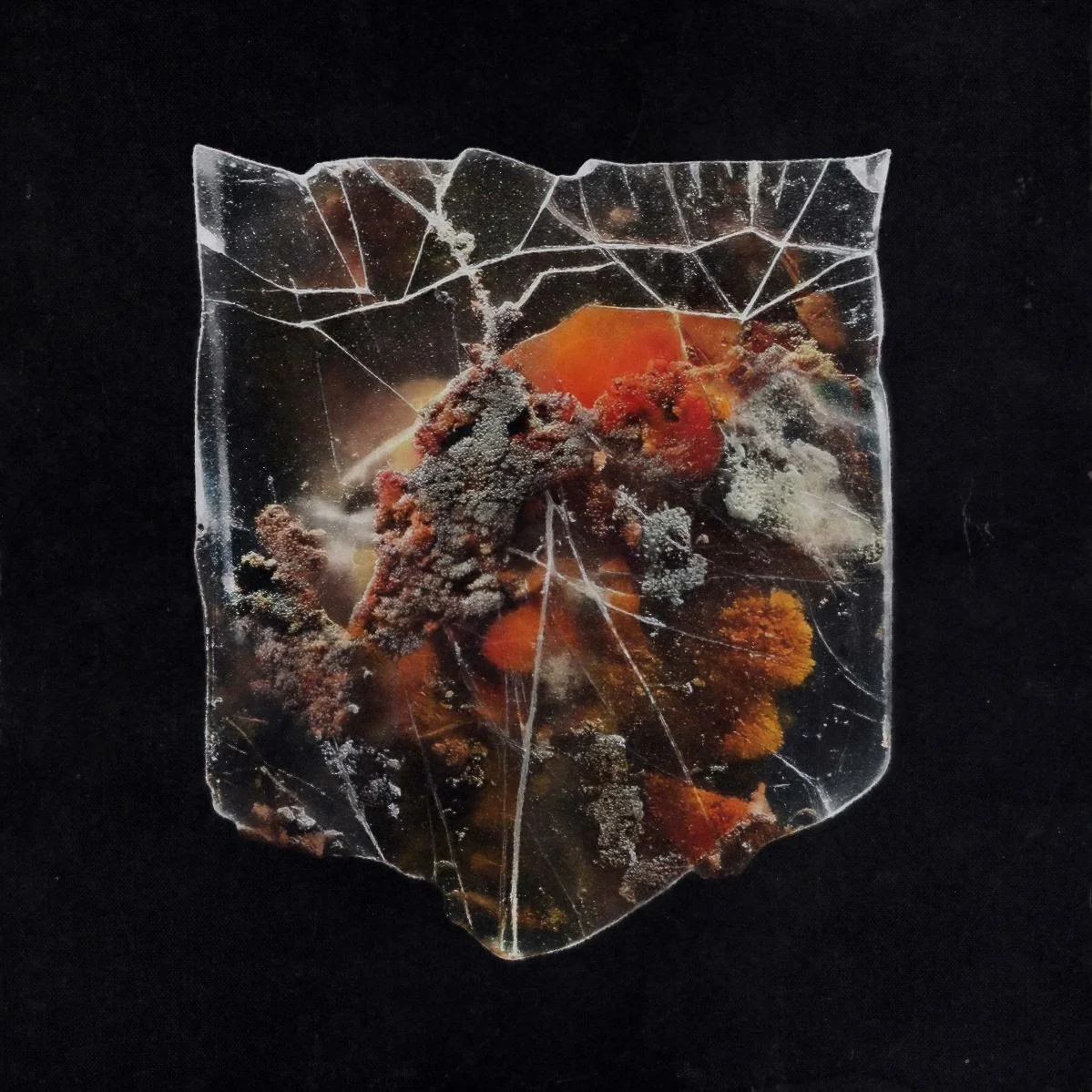 British metalcore band Shields reveal new single 'Parasites' — Hold Tight