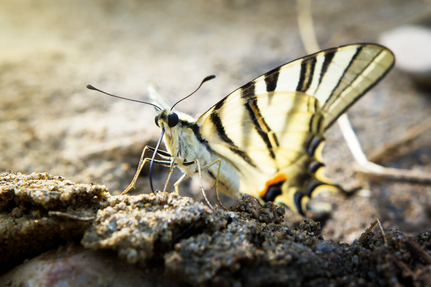 La sensibilité ISO — Photo H.C. | Harry Collis