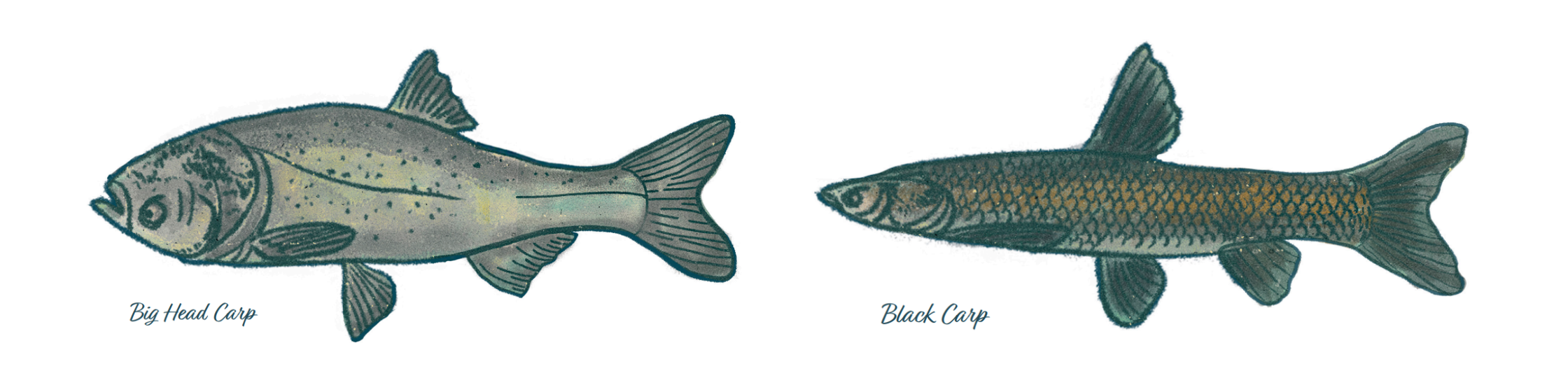 Invasive Carp in the Mississippi River — Lake Pepin Legacy Alliance