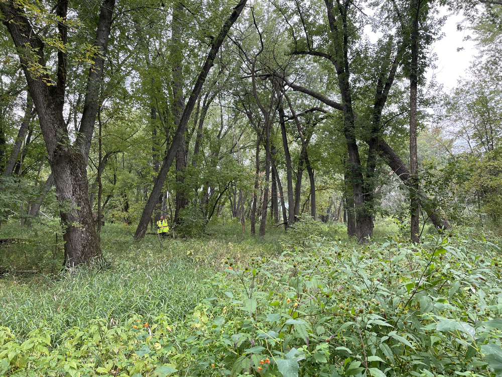 Floodplain Forests on the Upper Mississippi River — Lake Pepin Legacy ...