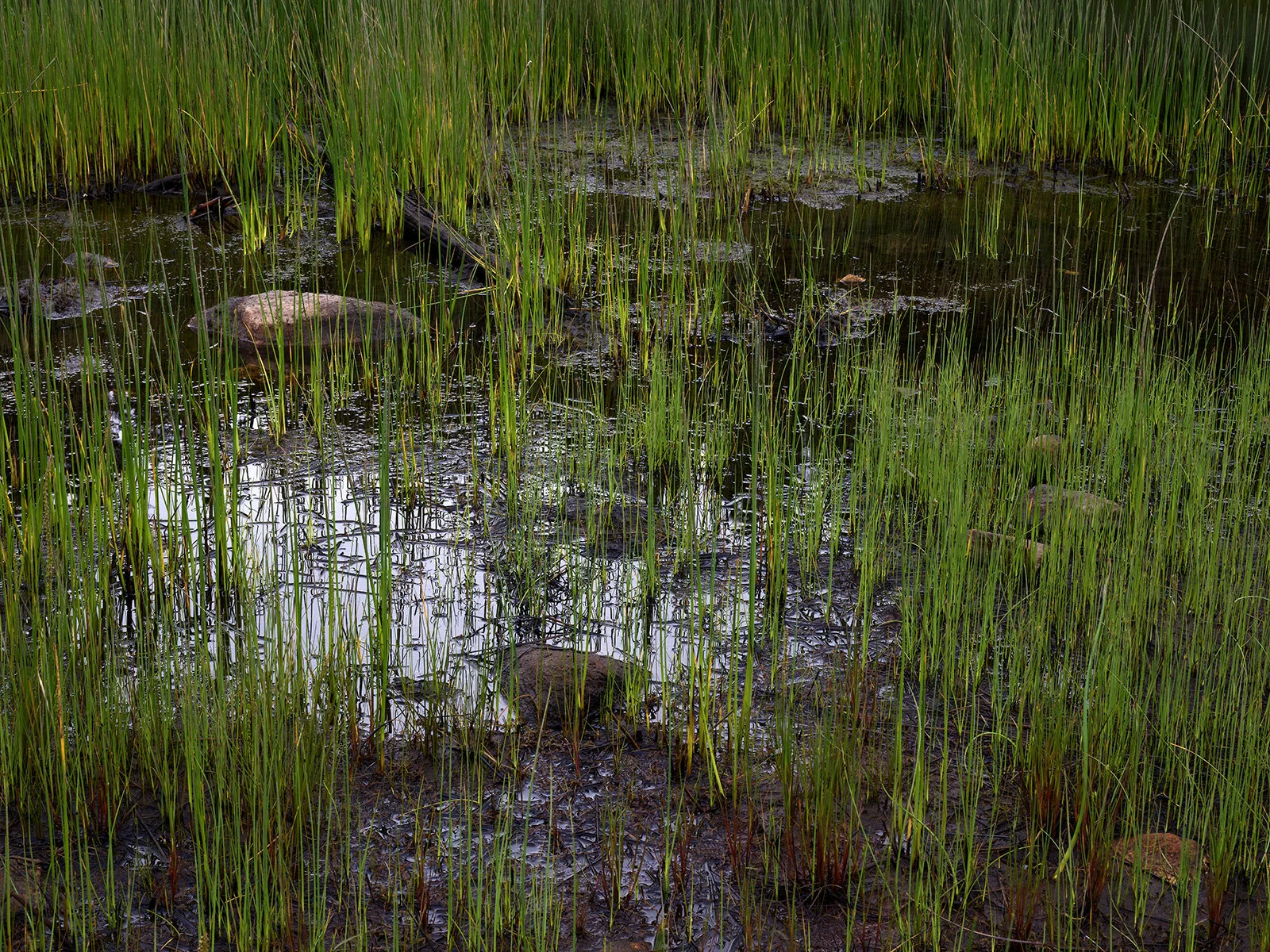 Grand Codroy Estuary — Philip Jessup