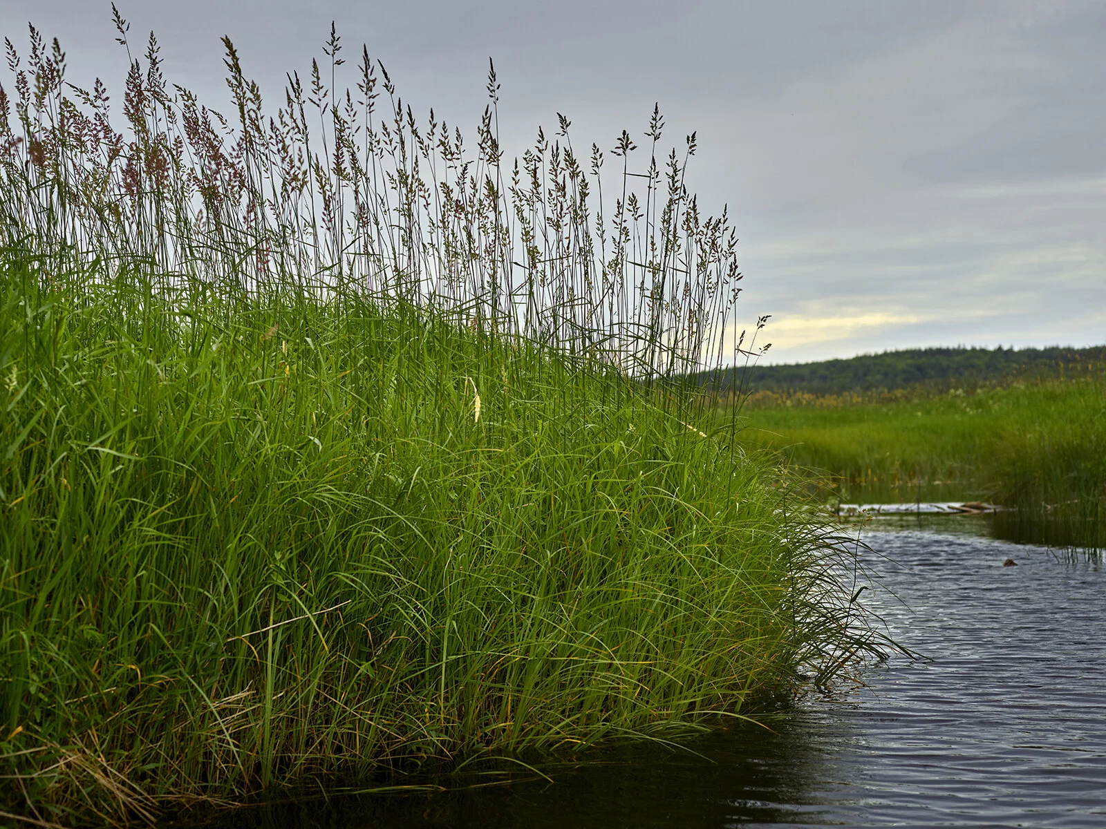 Grand Codroy Estuary — Philip Jessup