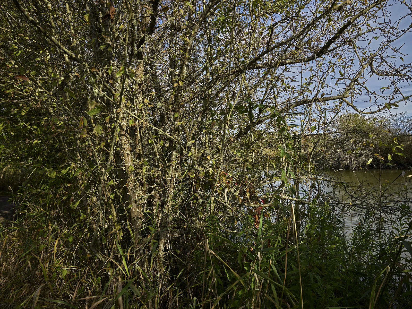 Fraser River Delta — Philip Jessup