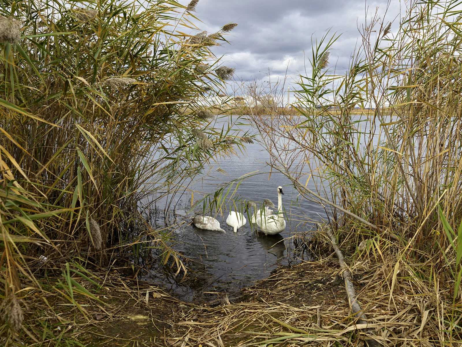 The Leslie Street Spit — Philip Jessup