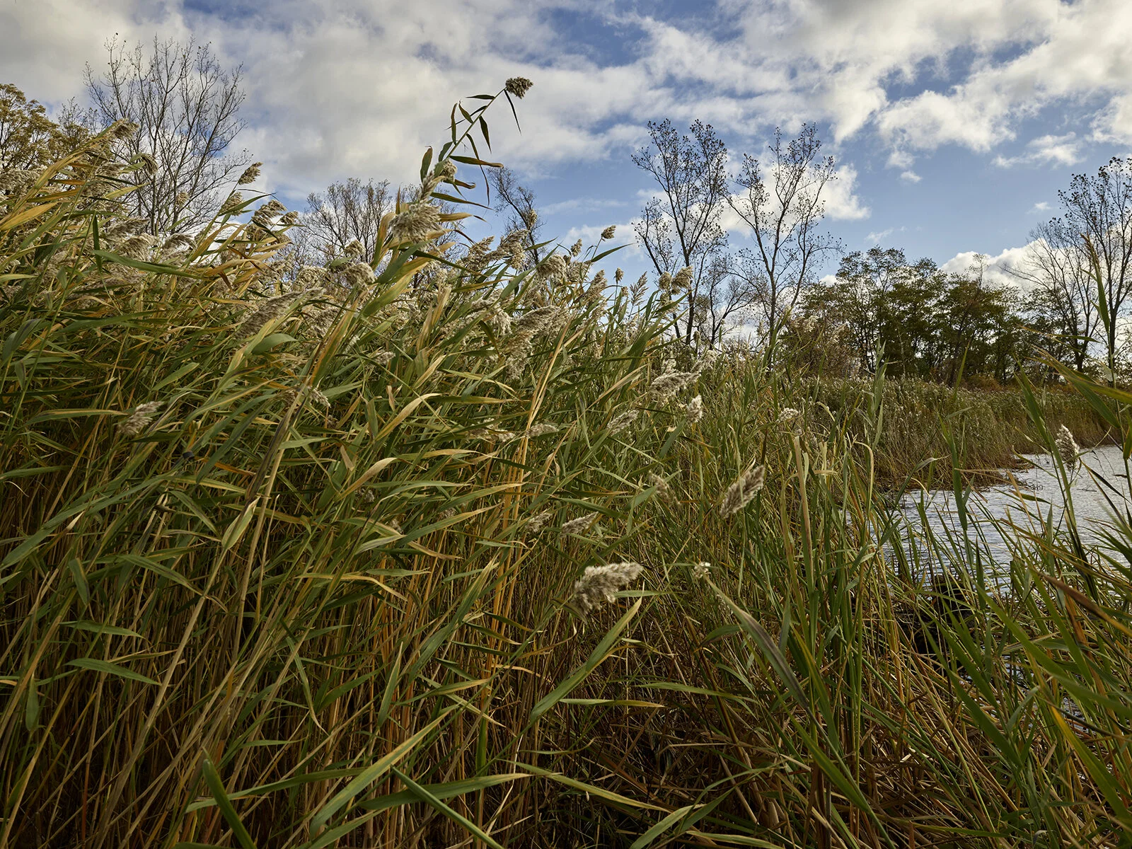 Fraser River Delta — Philip Jessup