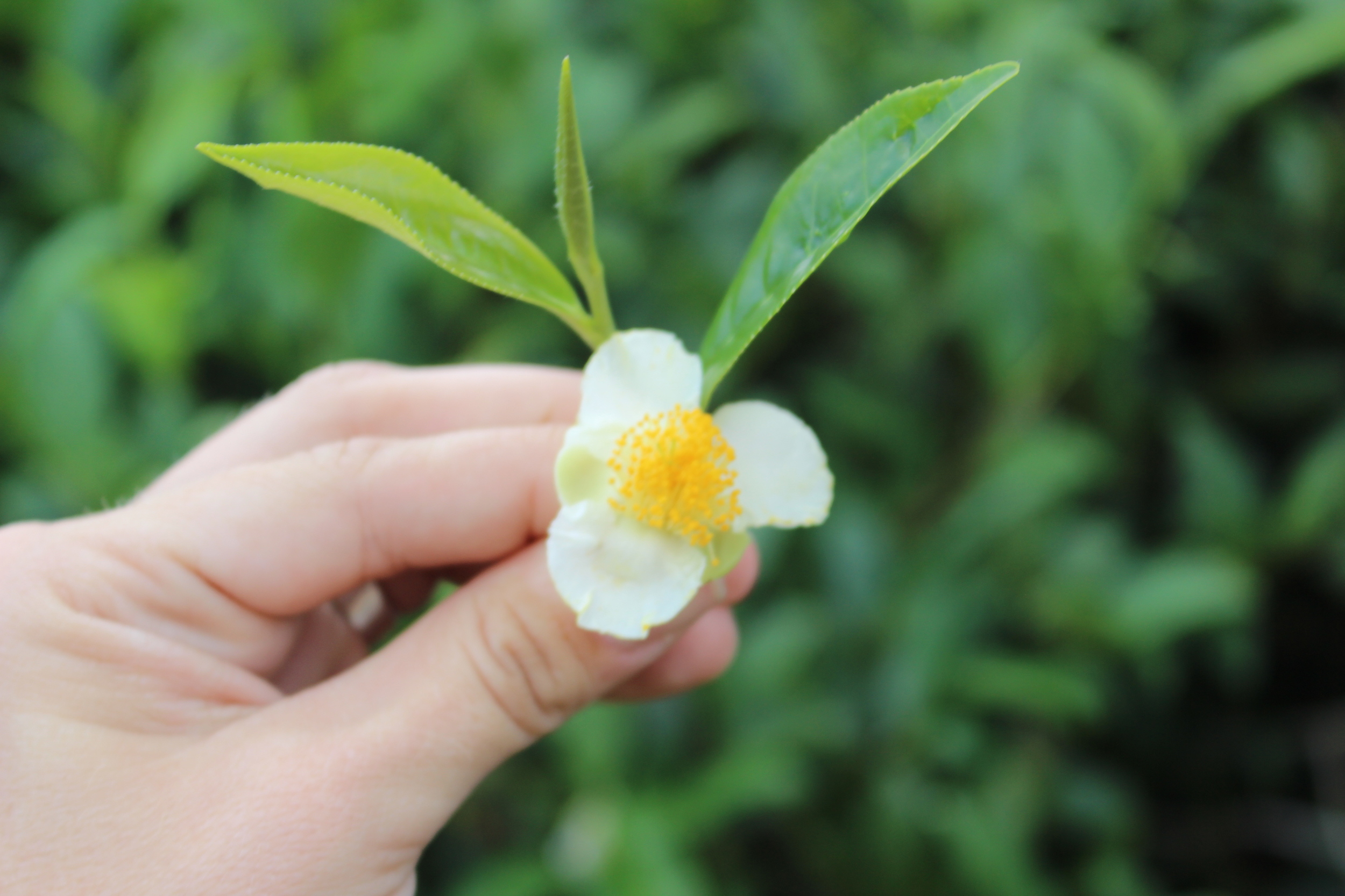 Introduction To The Tea Plant - Camellia Sinensis — Leaf Logic Wellness Tea