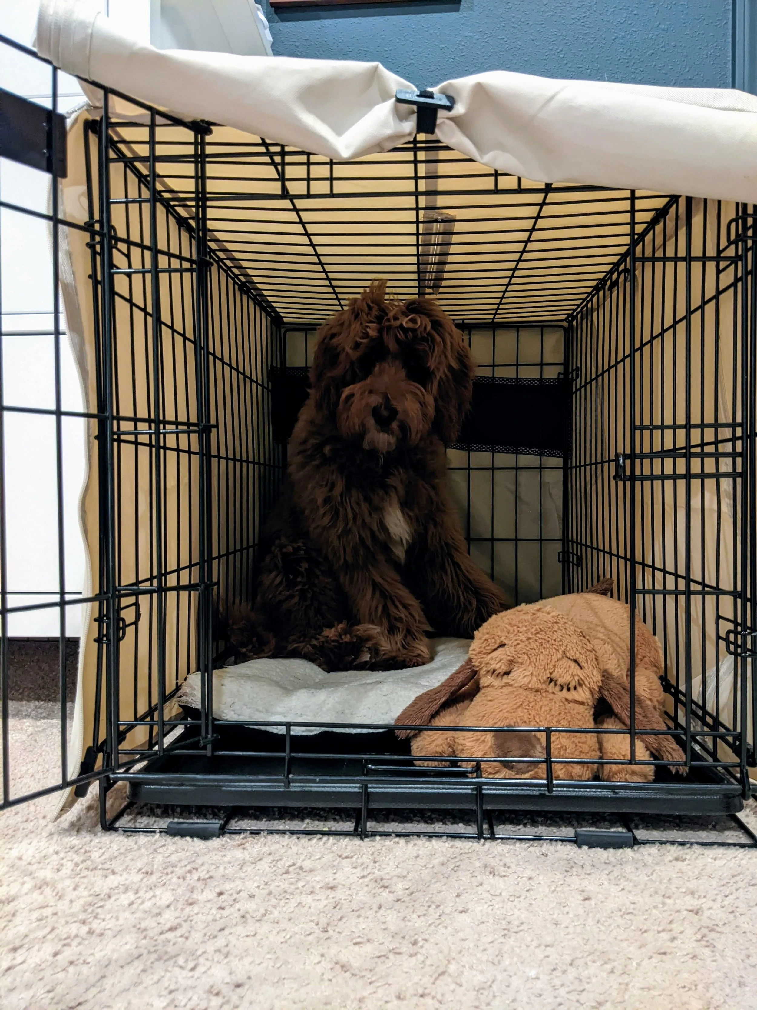 We got a Puppy! — House by the Preserve