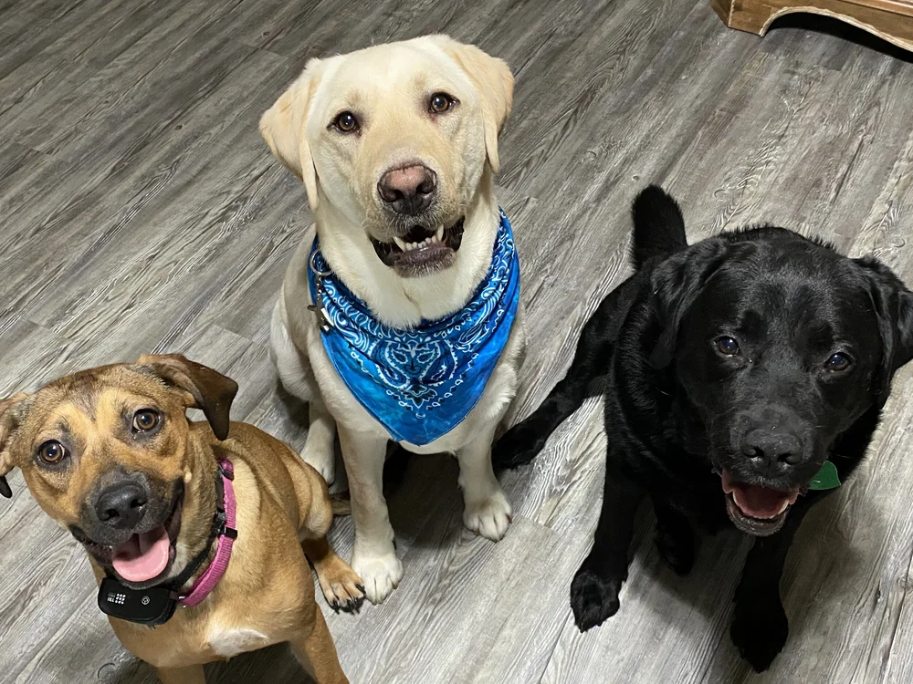 10 Things You Need to Know about Guide Dogs | Guide Dog Awareness Month ...