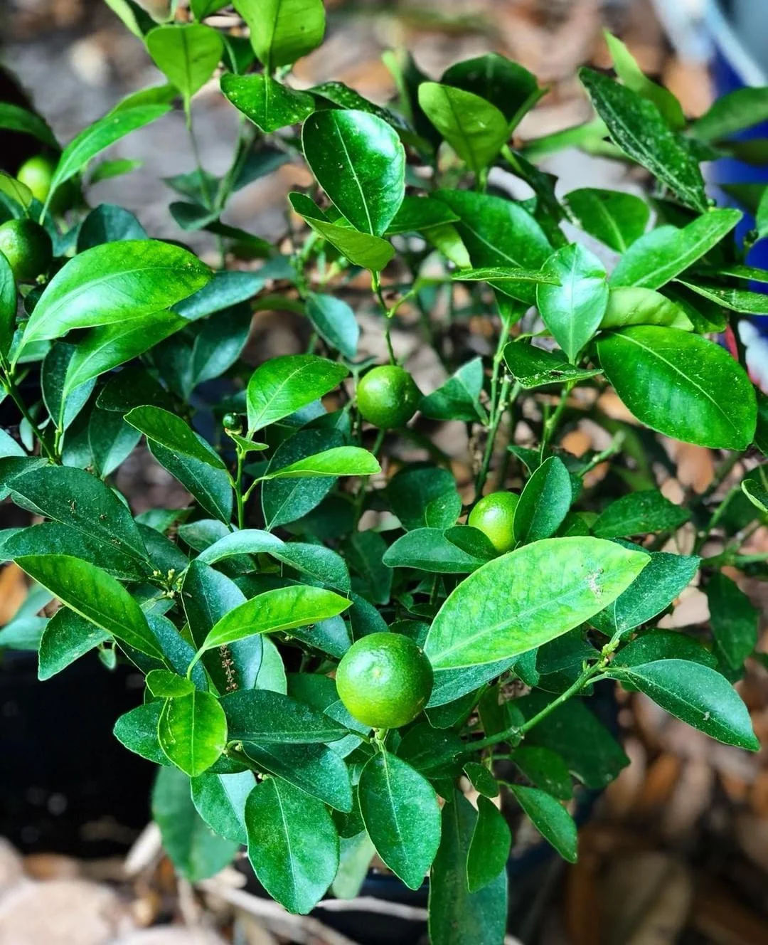 Calamondin Tree