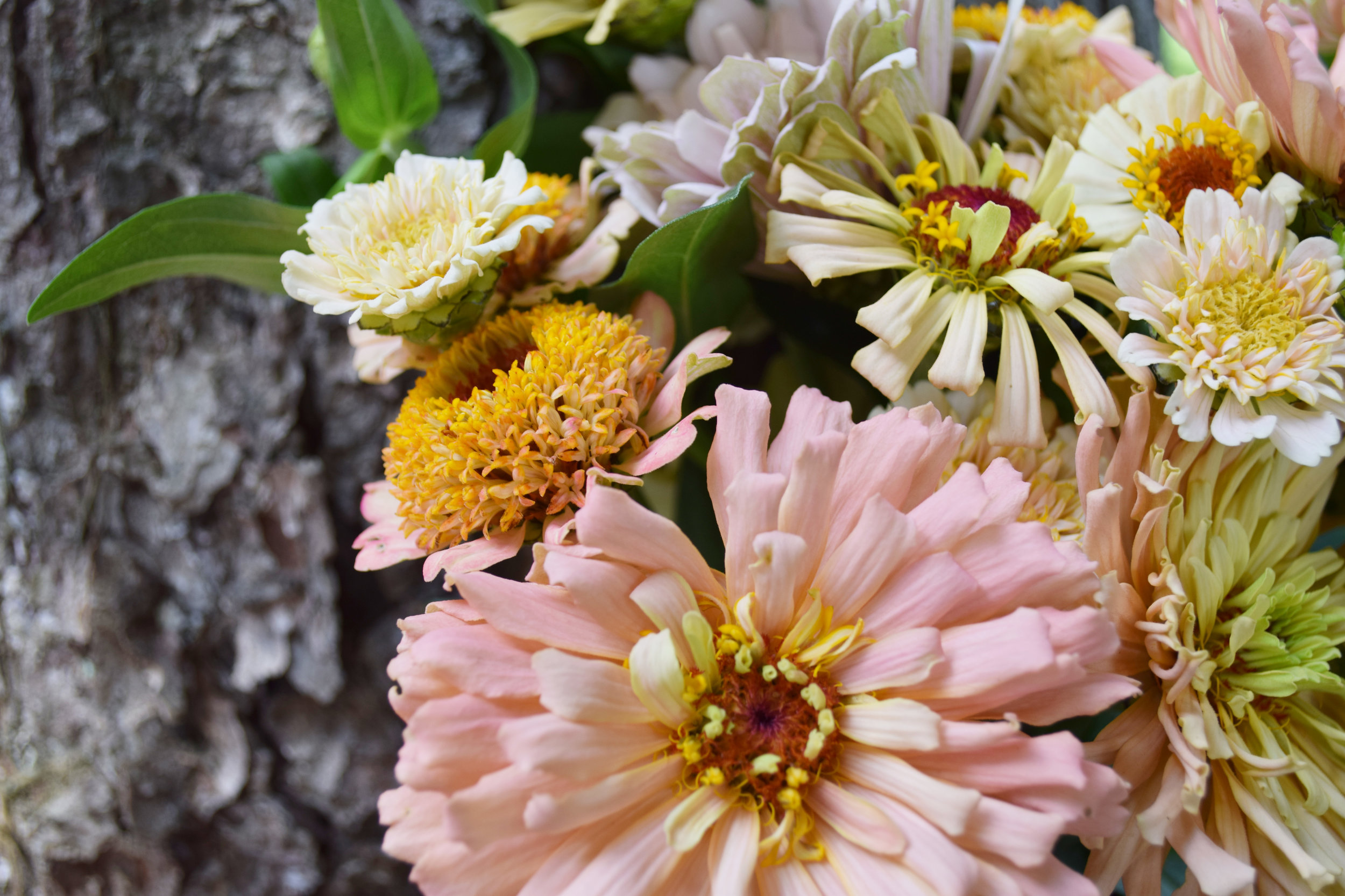 Maryland Cut Flowers | Local Flower Farm | Carroll County MD — Cut ...