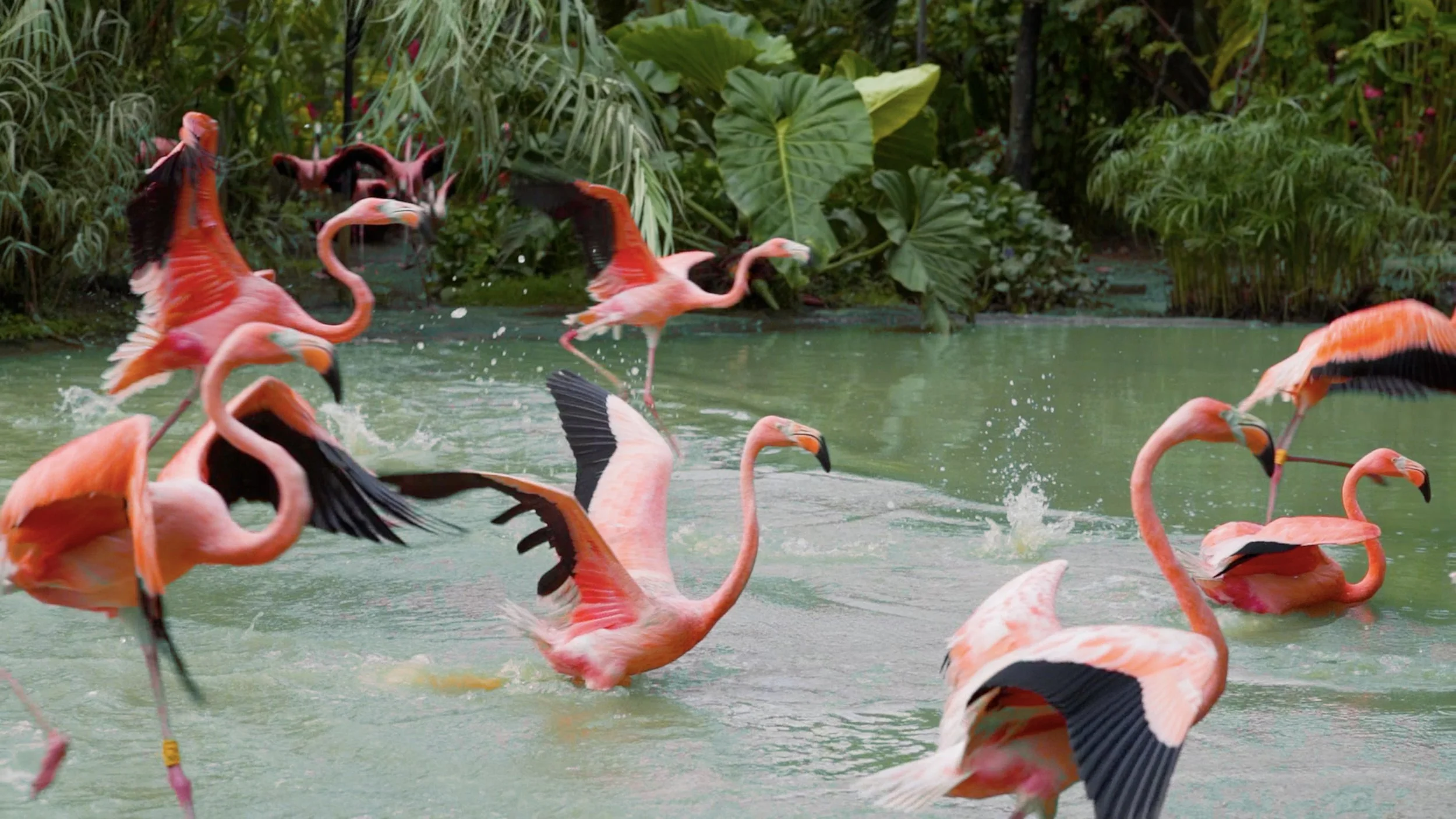 Contactez le zoo de Martinique — Zoo de Martinique