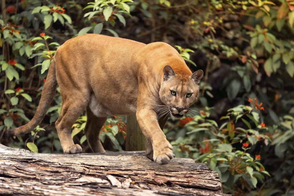 Tous les animaux du zoo de Martinique — Zoo de Martinique