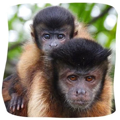 Tous les animaux du zoo de Martinique — Zoo de Martinique