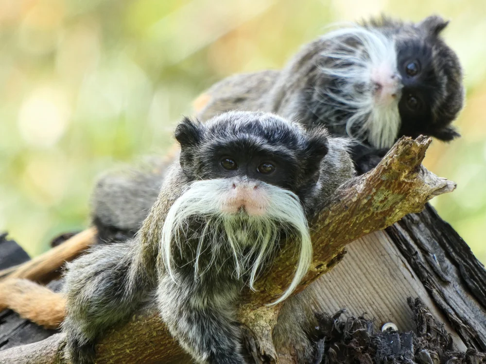 Consultez nos horaires pour votre visite — Zoo de Martinique