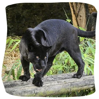 Tous les animaux du zoo de Martinique — Zoo de Martinique