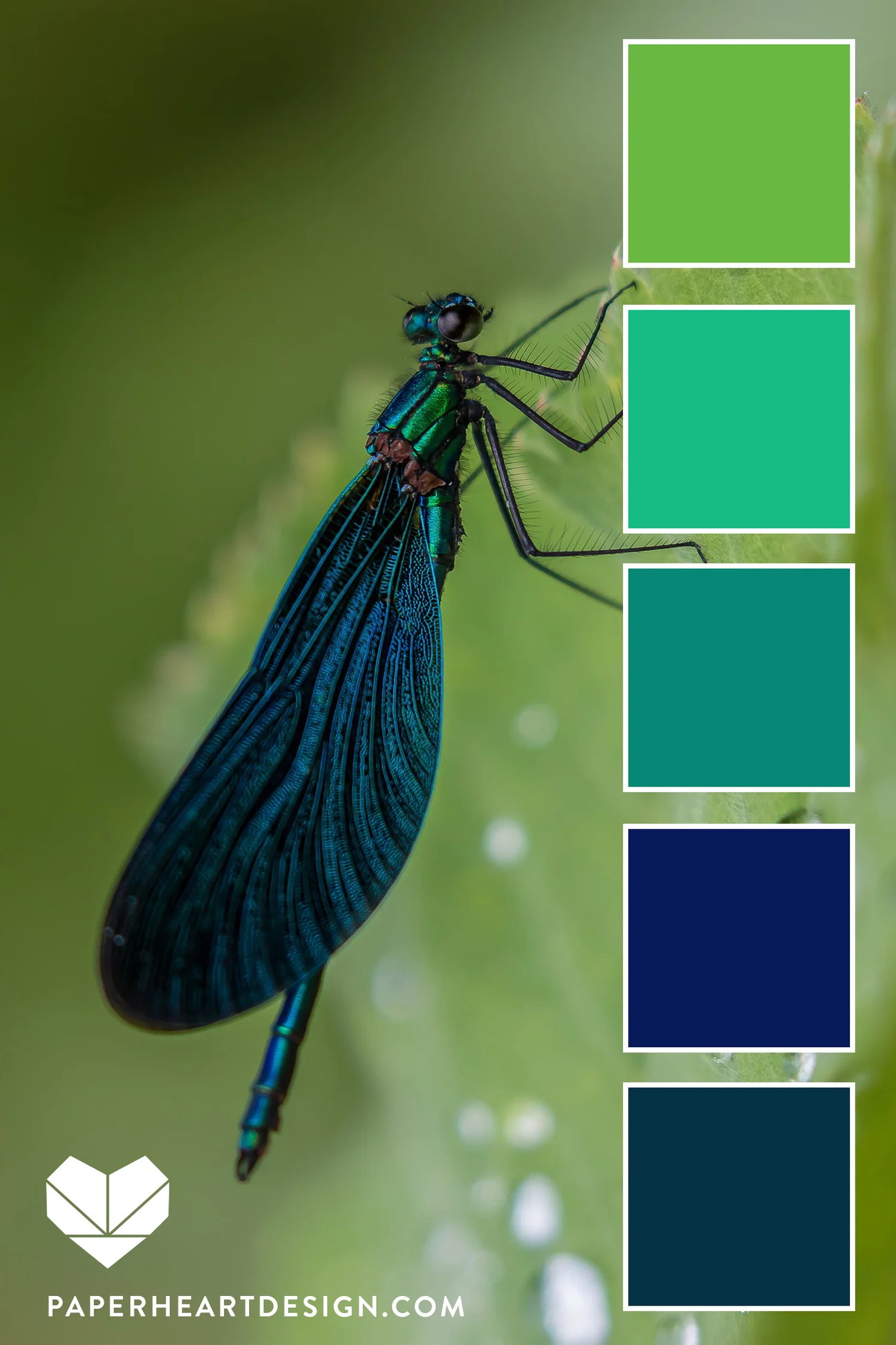 Color Palette: Insect Inspiration — Paper Heart Design Co.