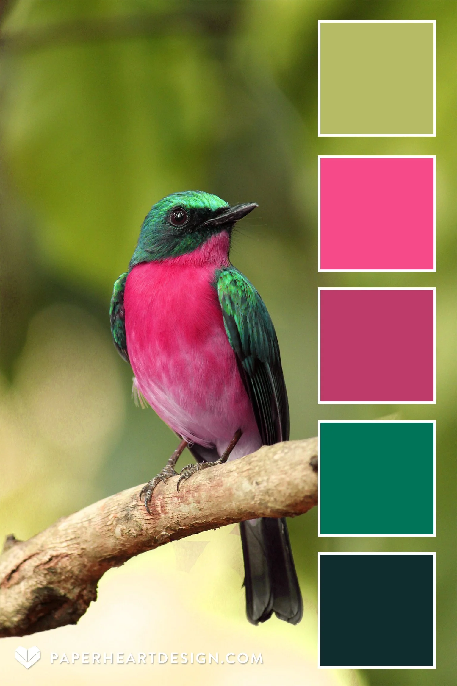 Color Palette: Feathered Friends — Paper Heart Design Co.