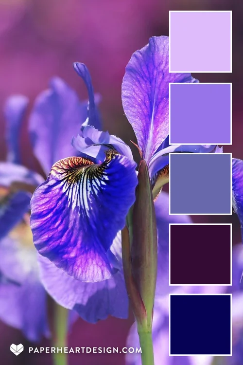 Color Palette: Very Peri Pantone 2022 Color of the Year — Paper Heart ...