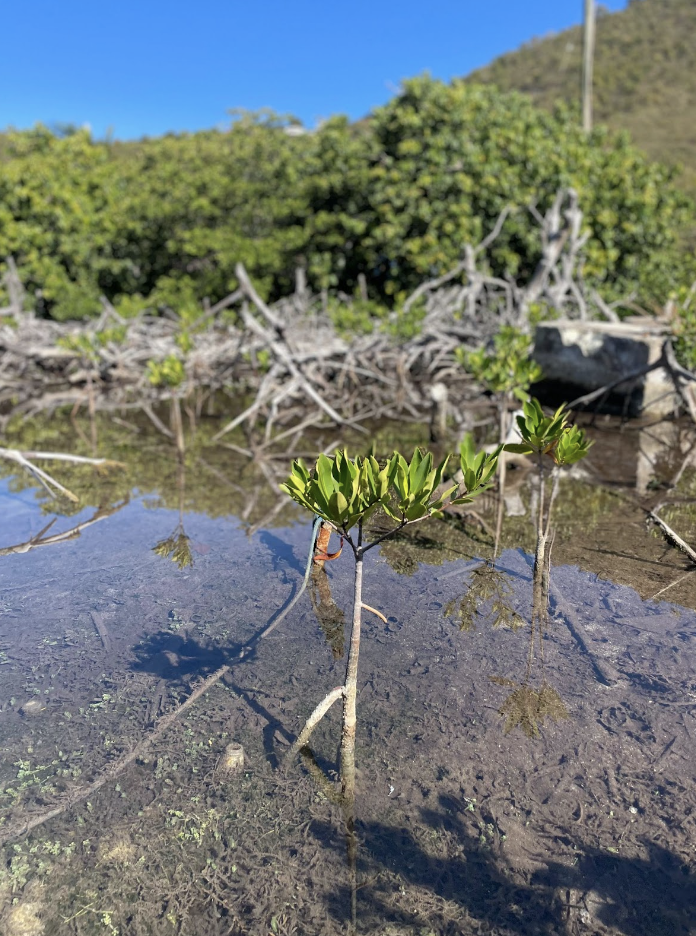 Growing Mangroves and Growing Knowledge - Part 2 — VI EPSCoR