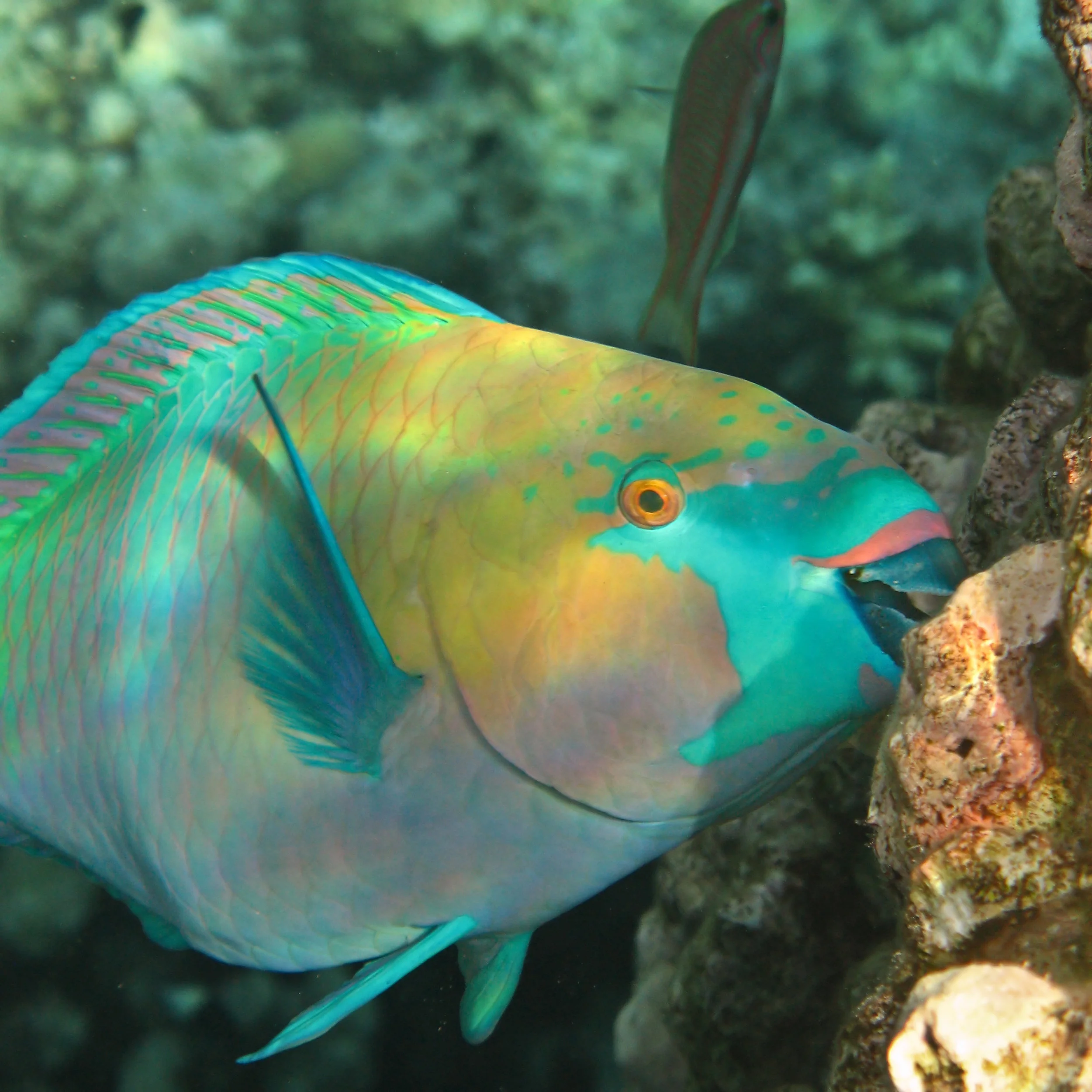 Queen Parrotfish