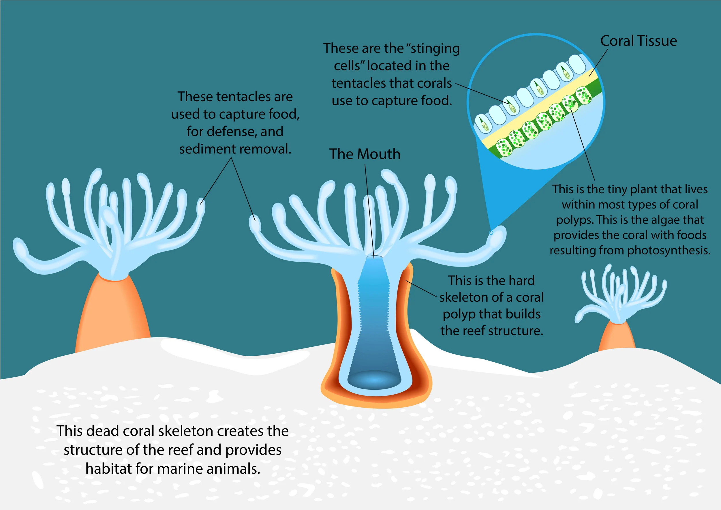 Coral Reef Structure Diagram
