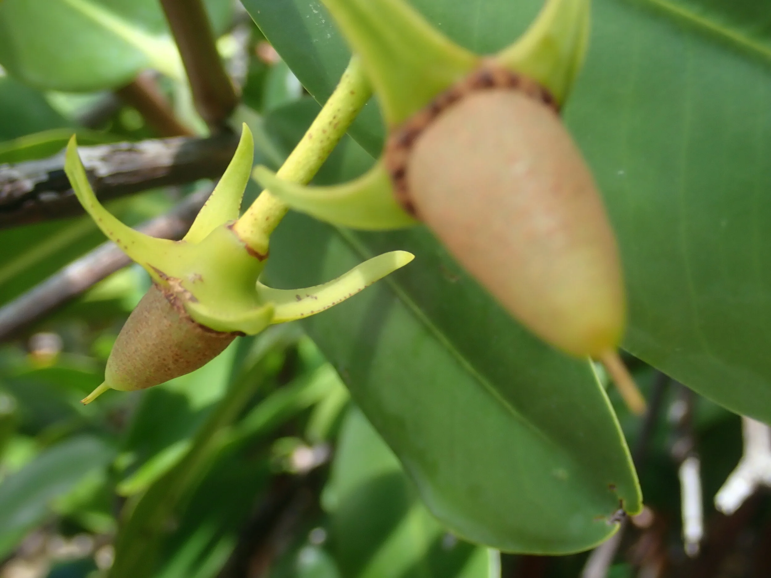 Mangroves 360 — VI EPSCoR