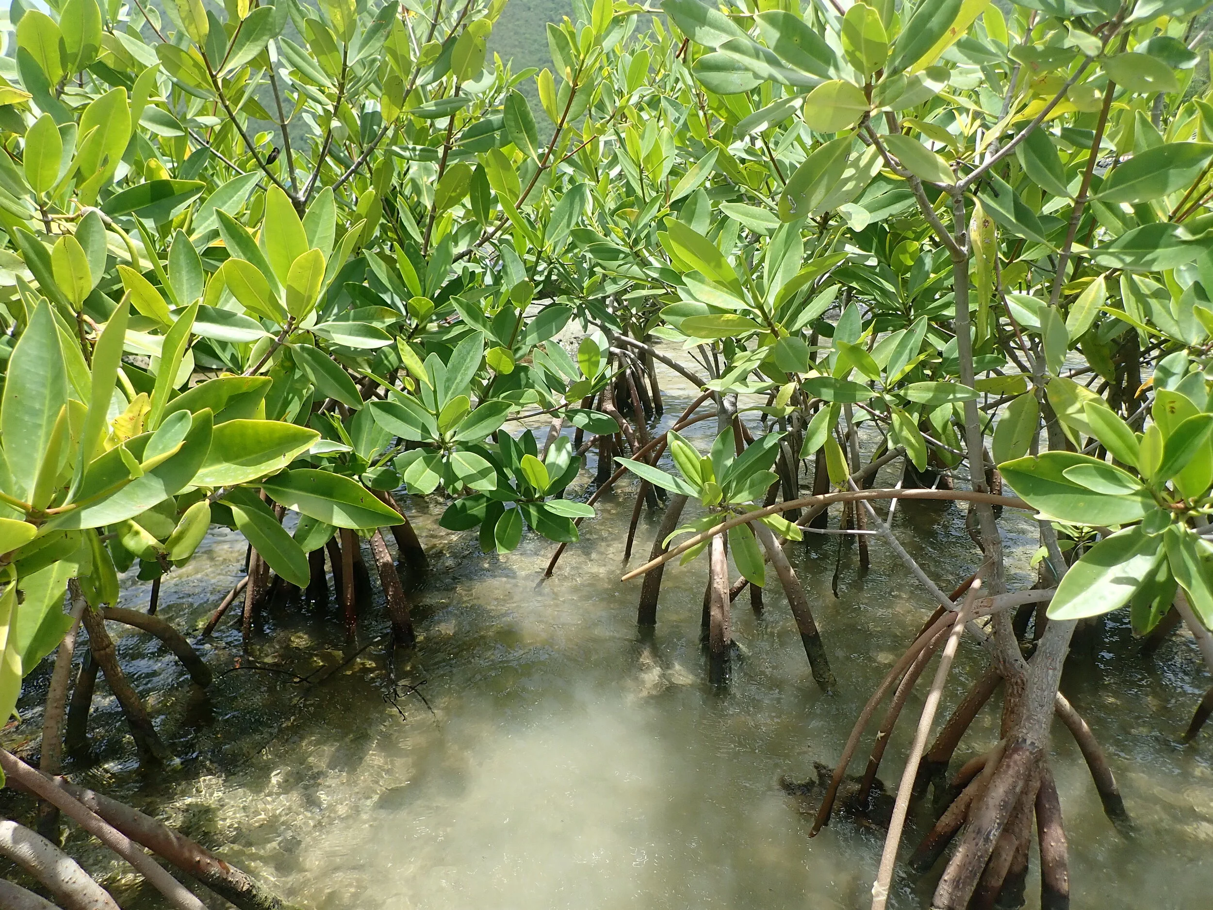 Mangroves 360 — VI EPSCoR