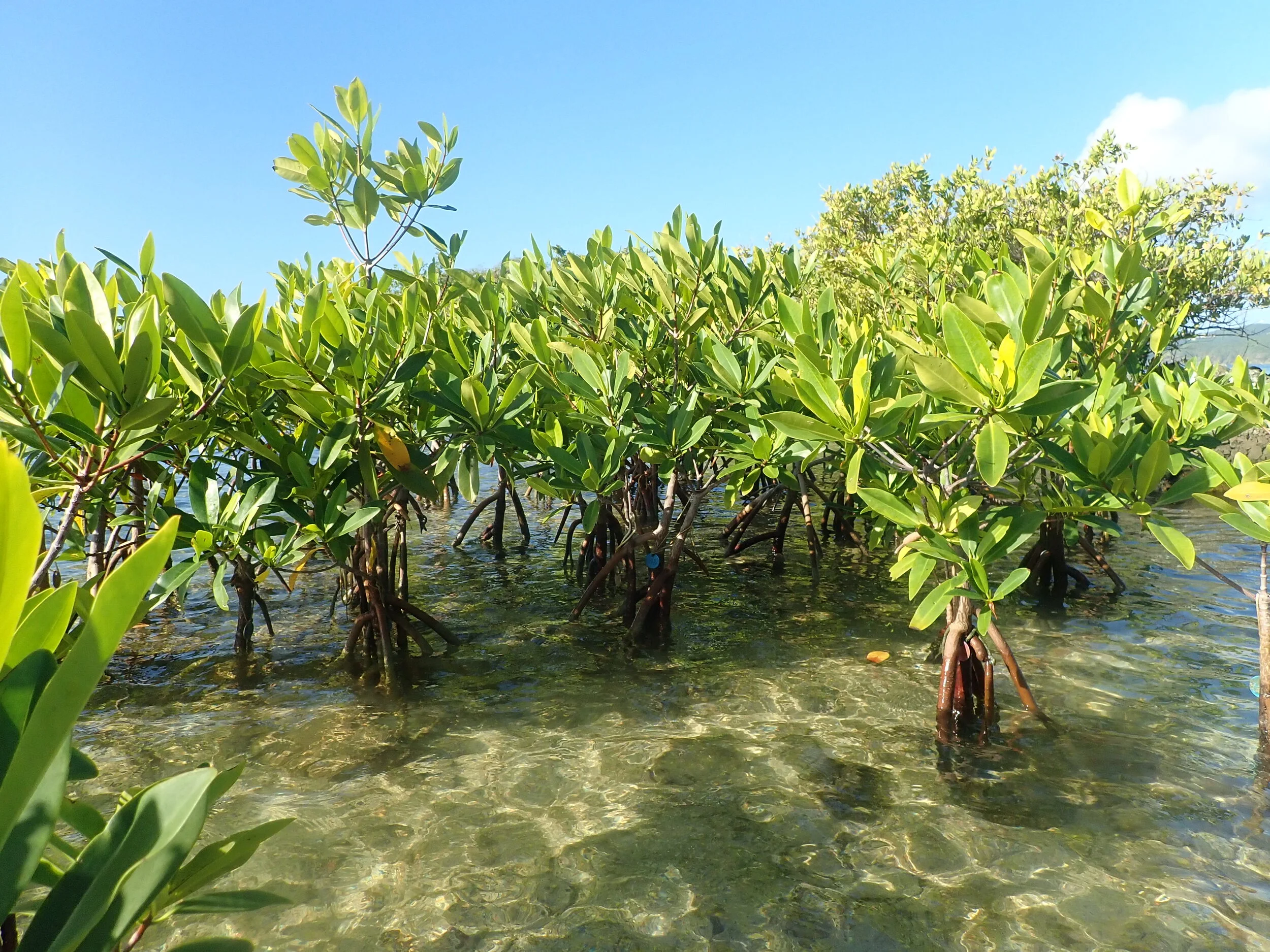 Mangroves 360 — VI EPSCoR