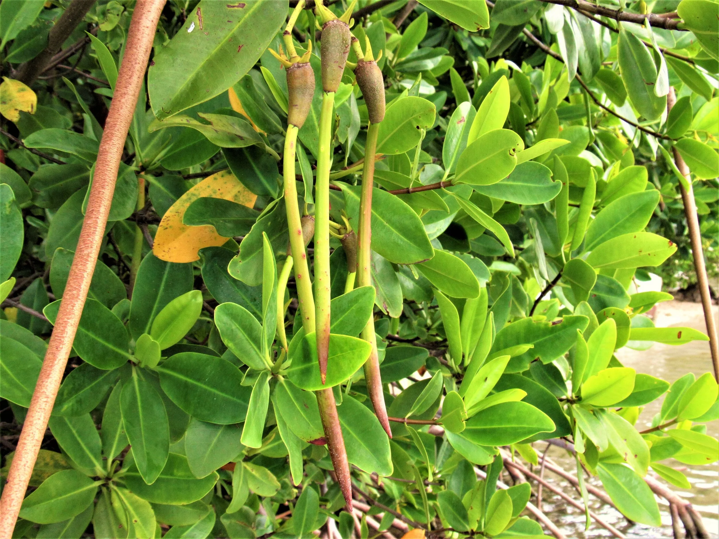 Mangroves 360 — VI EPSCoR