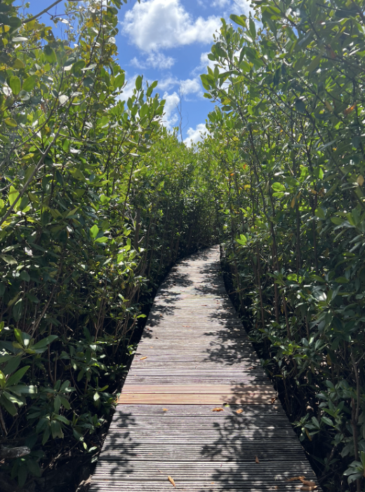 Growing Mangroves and Growing Knowledge - Part 2 — VI EPSCoR