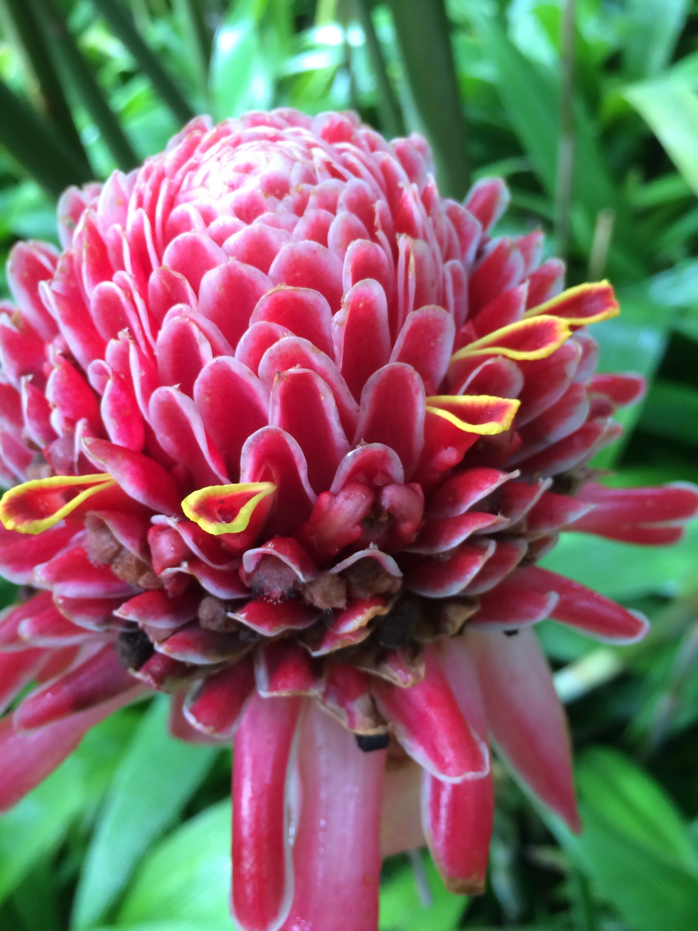 Savor Events — Savor