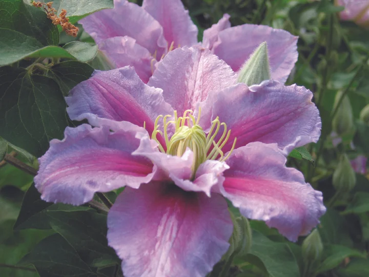 Featured Landscape Projects — Charlotte Landscaping | Full-Service ...
