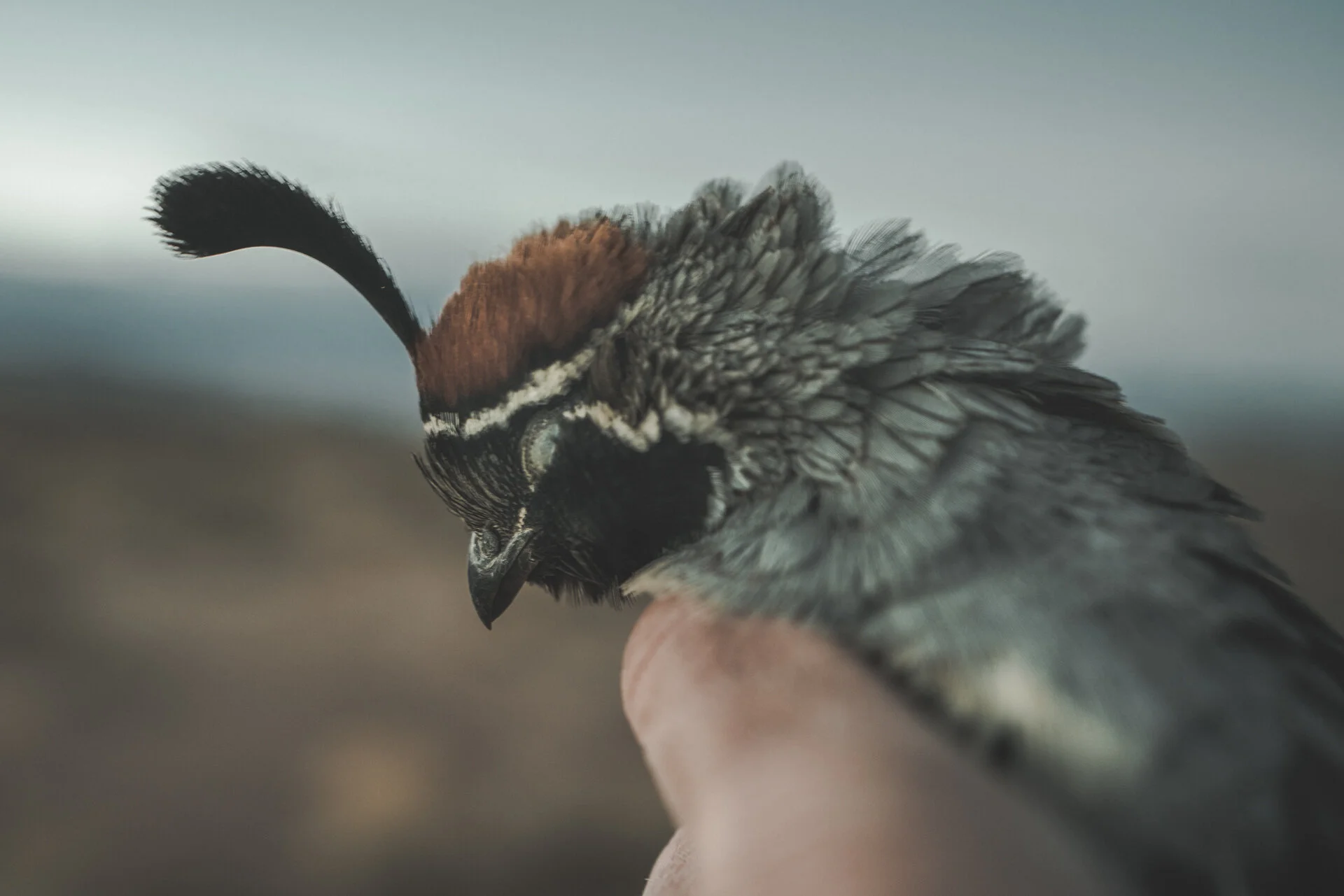 Quail Hunting in New Mexico - Keeping Your Bubble Small — Fred Bohm