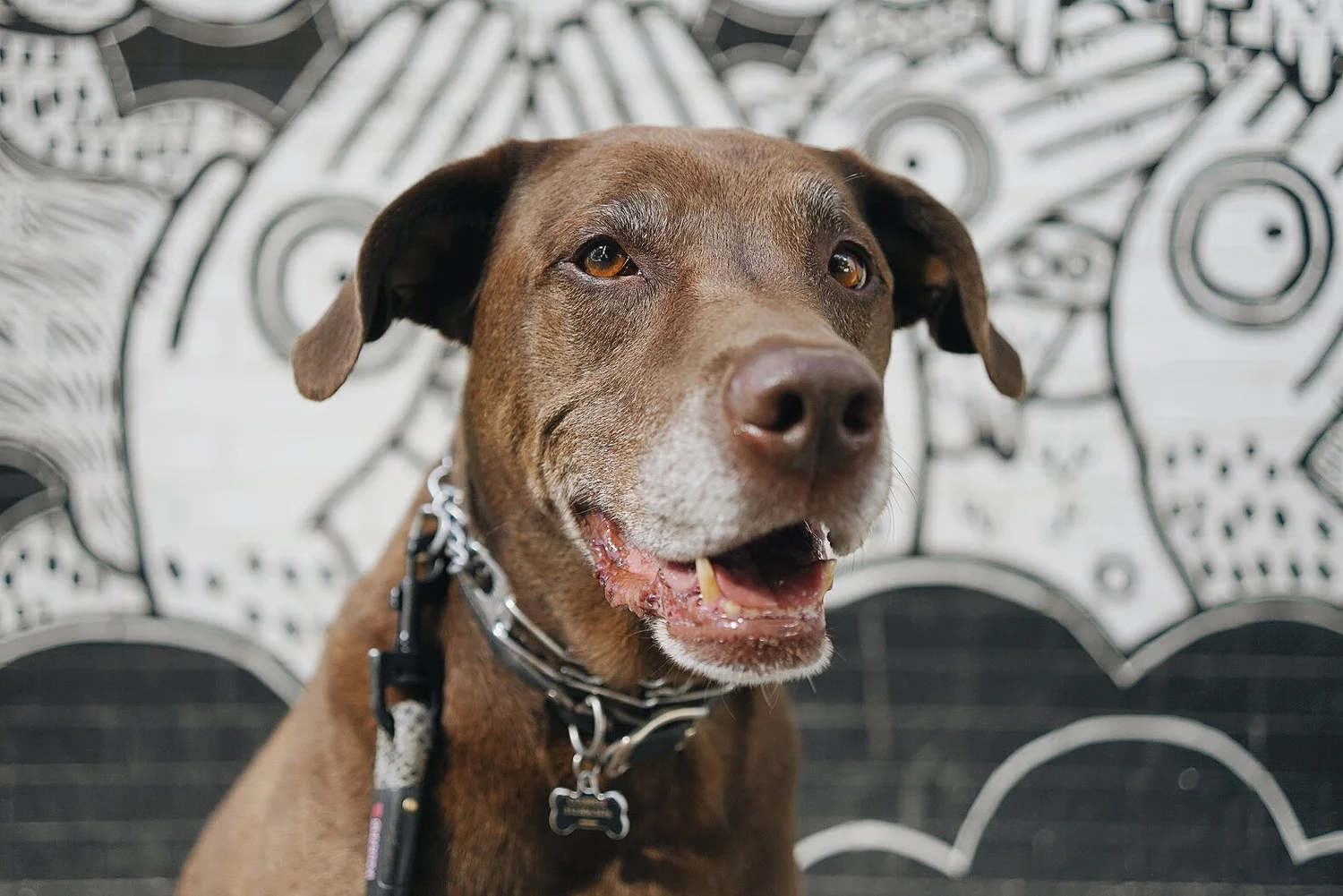 Whoa Doggie Chicago
