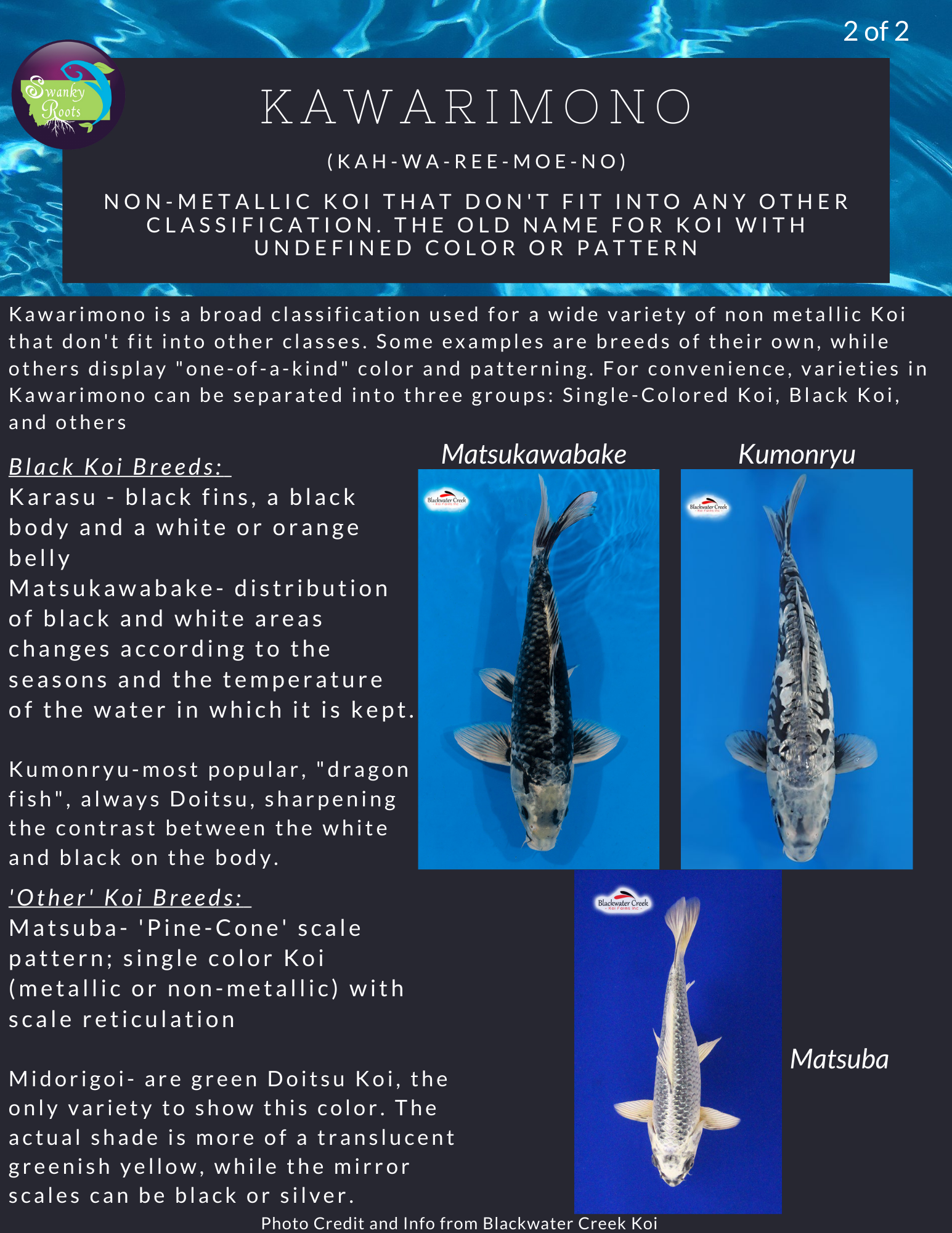 Koi Fish — Swanky Roots