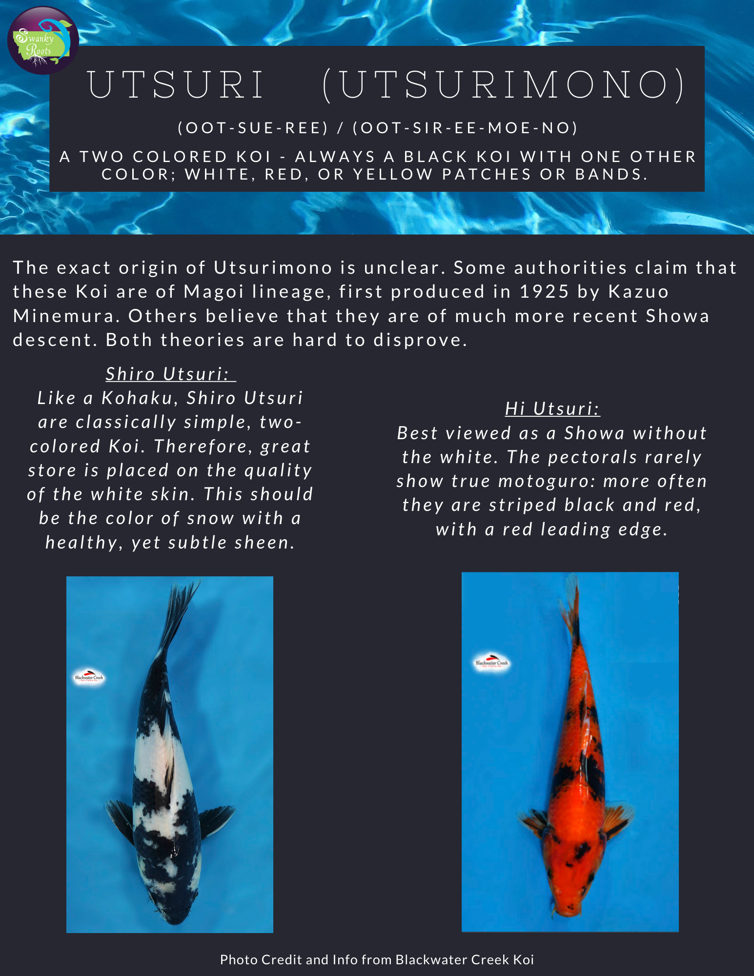 Kohaku Fish Types