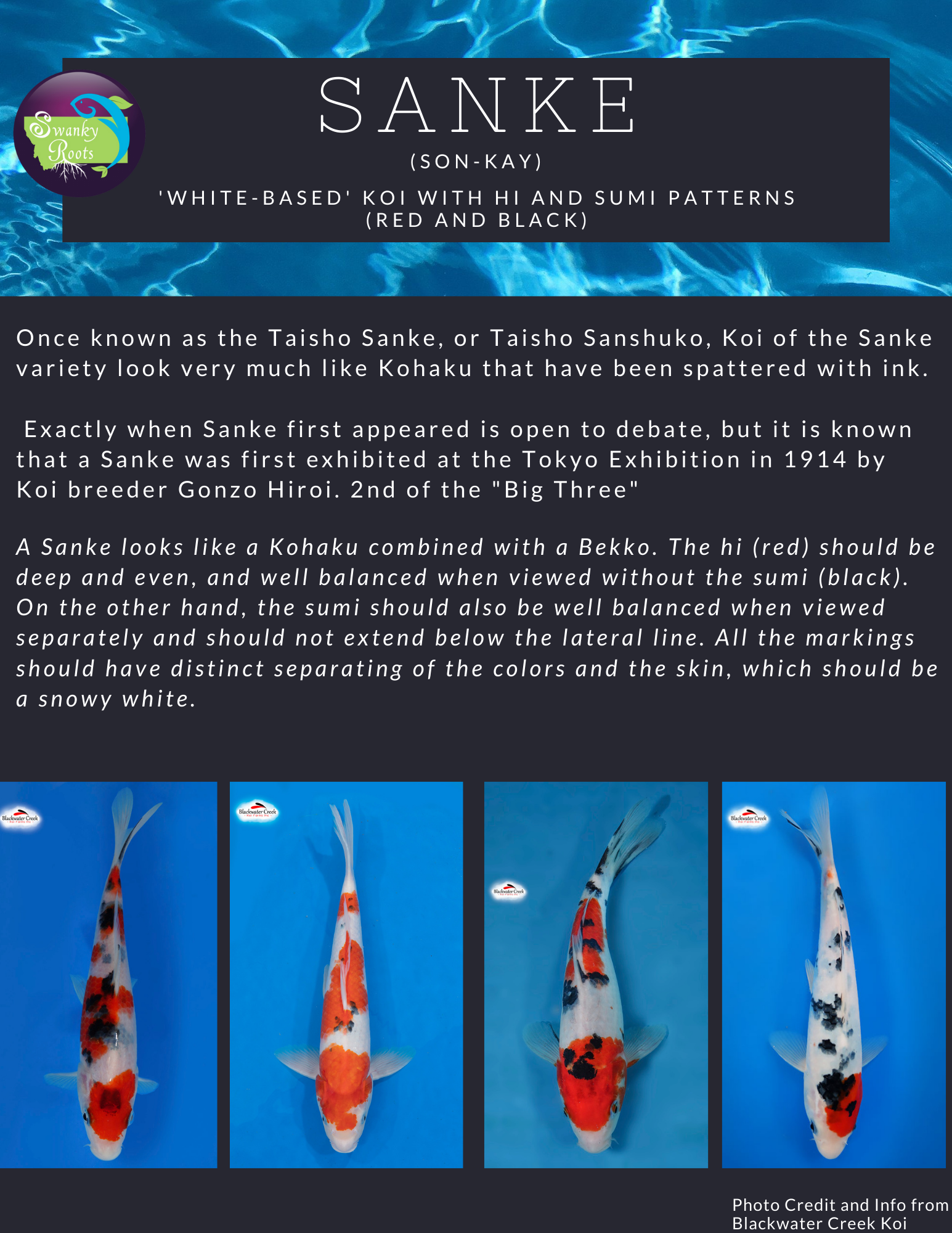 Koi Fish — Swanky Roots