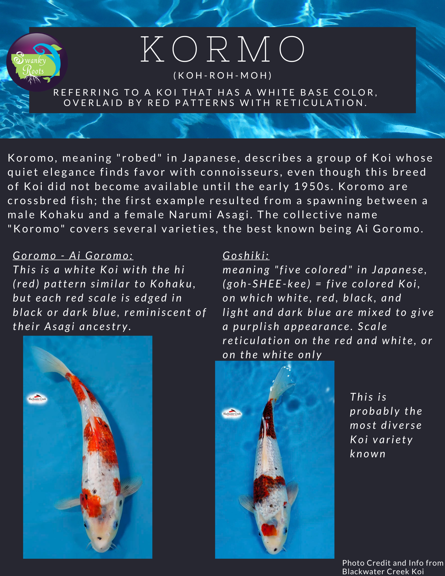 Koi Fish — Swanky Roots