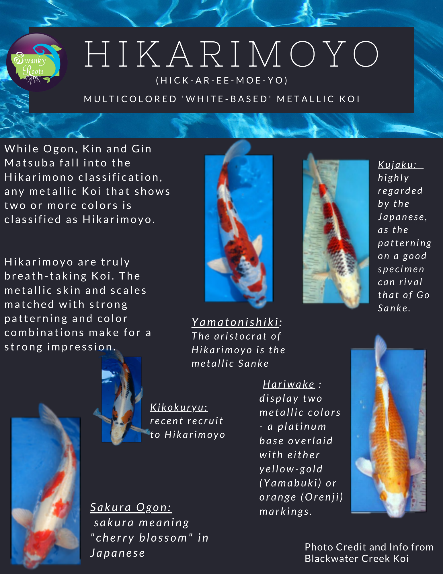 Koi Fish — Swanky Roots